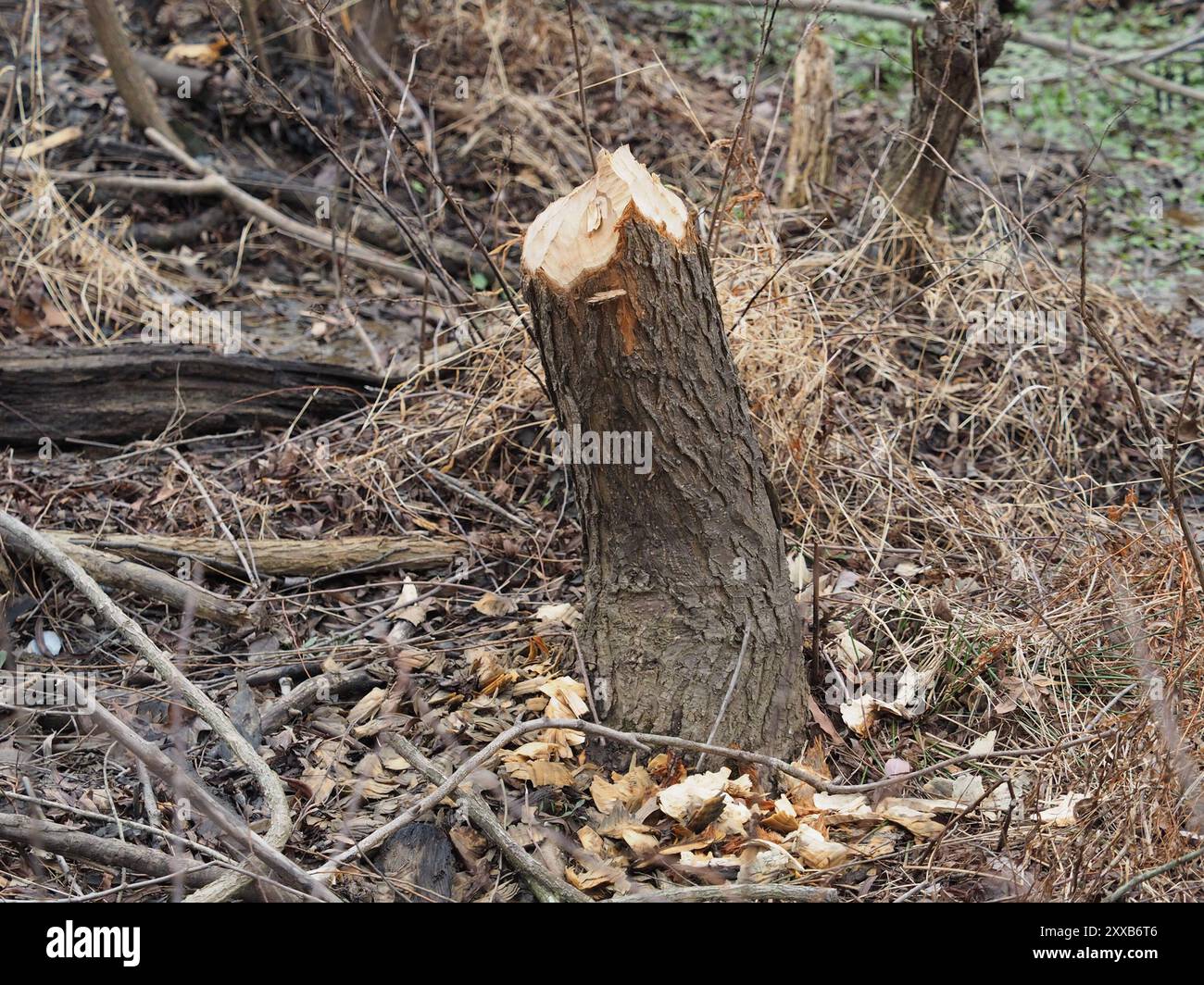 American Beaver (Castor canadensis) Mammalia Stock Photo - Alamy