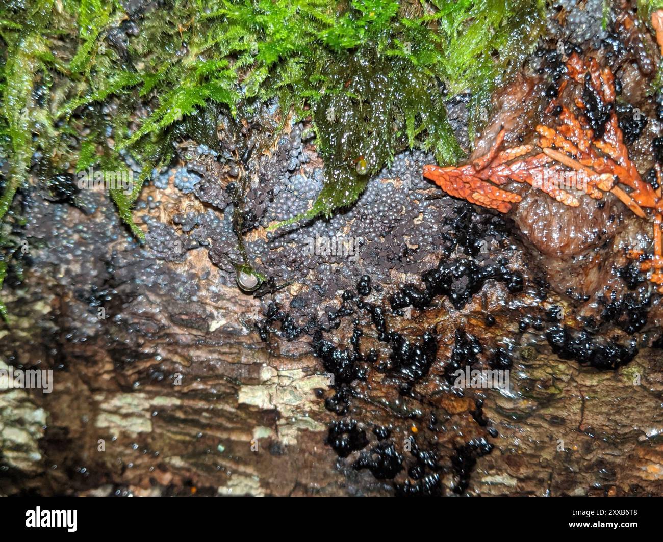 Badhamia utricularis hi-res stock photography and images - Alamy