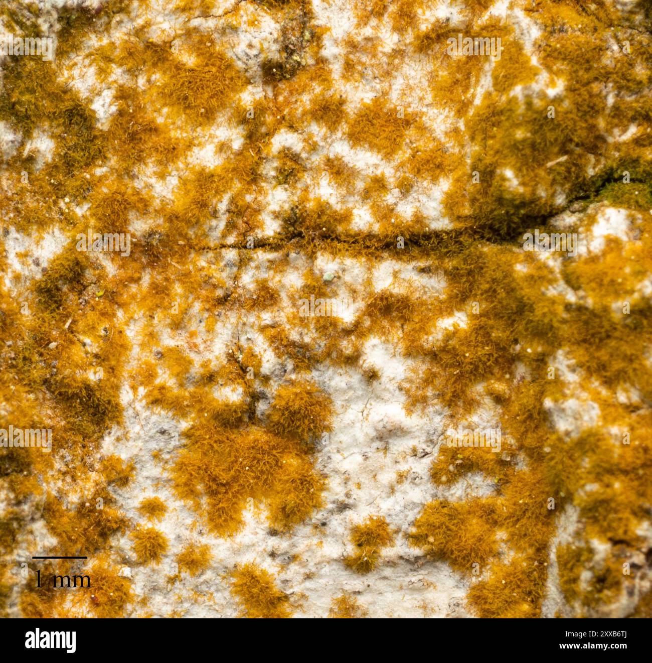 Orange Terrestrial Algae (Trentepohliales) Plantae Stock Photo - Alamy