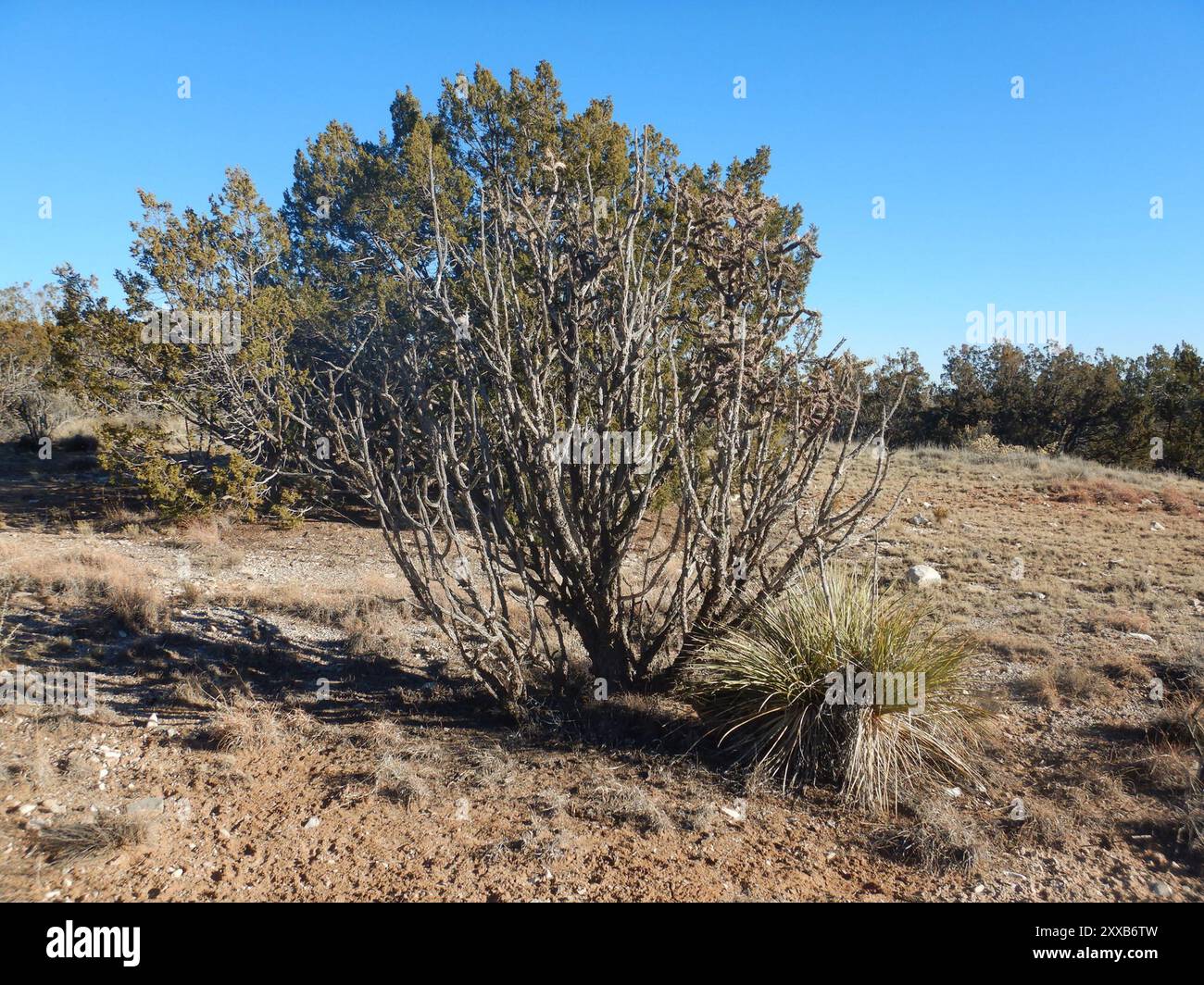 tree cholla (Cylindropuntia imbricata) Plantae Stock Photo - Alamy