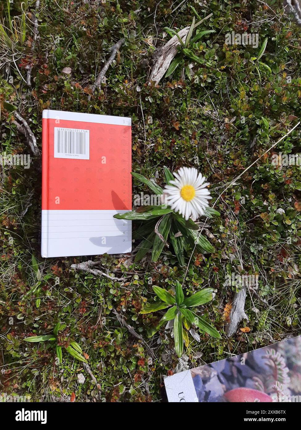 Common Mountain Daisy (Celmisia spectabilis spectabilis) Plantae Stock ...
