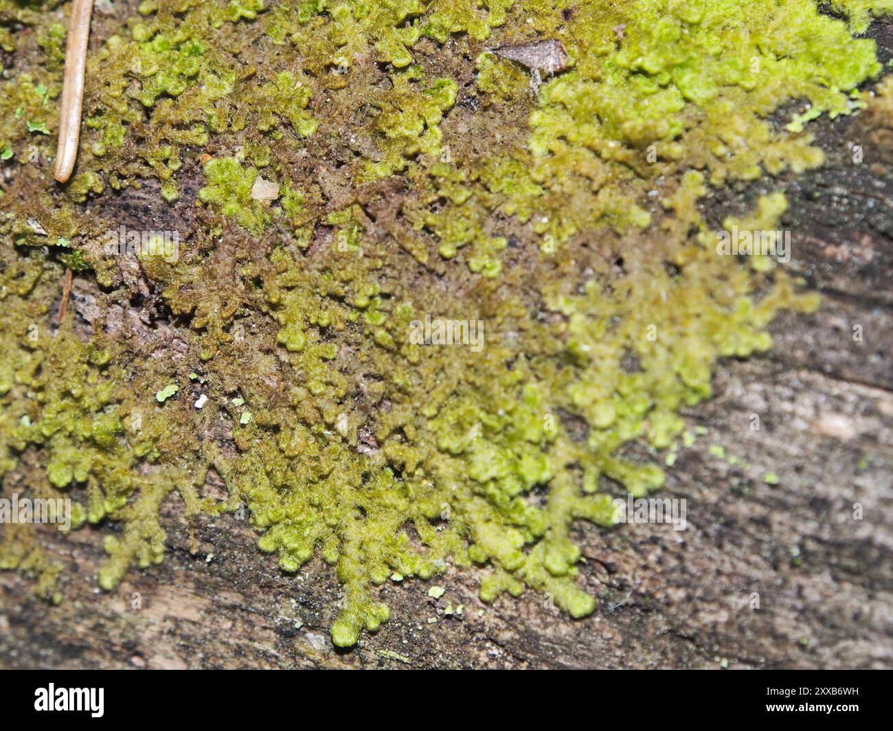 Tree Fringewort (Ptilidium pulcherrimum) Plantae Stock Photo - Alamy