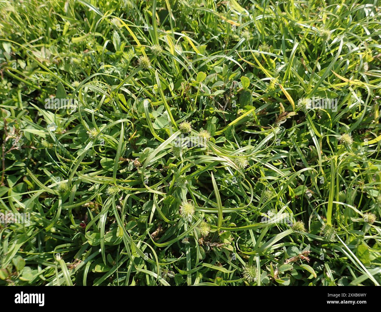 Shortleaf Spikesedge (Cyperus brevifolius) Plantae Stock Photo - Alamy