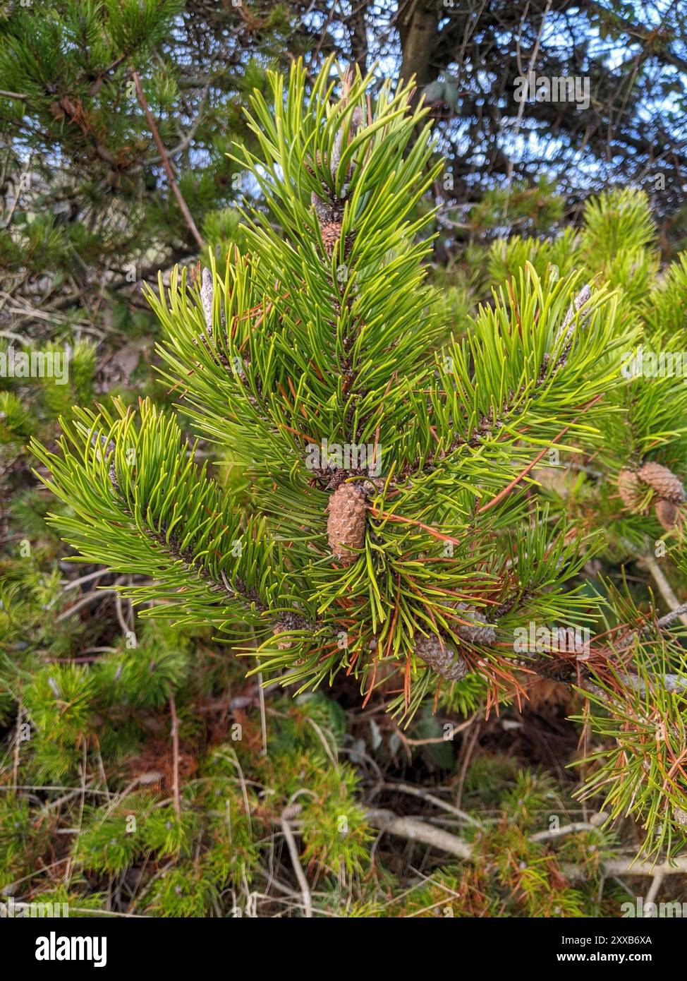 Shore Pine (Pinus contorta contorta) Plantae Stock Photo - Alamy
