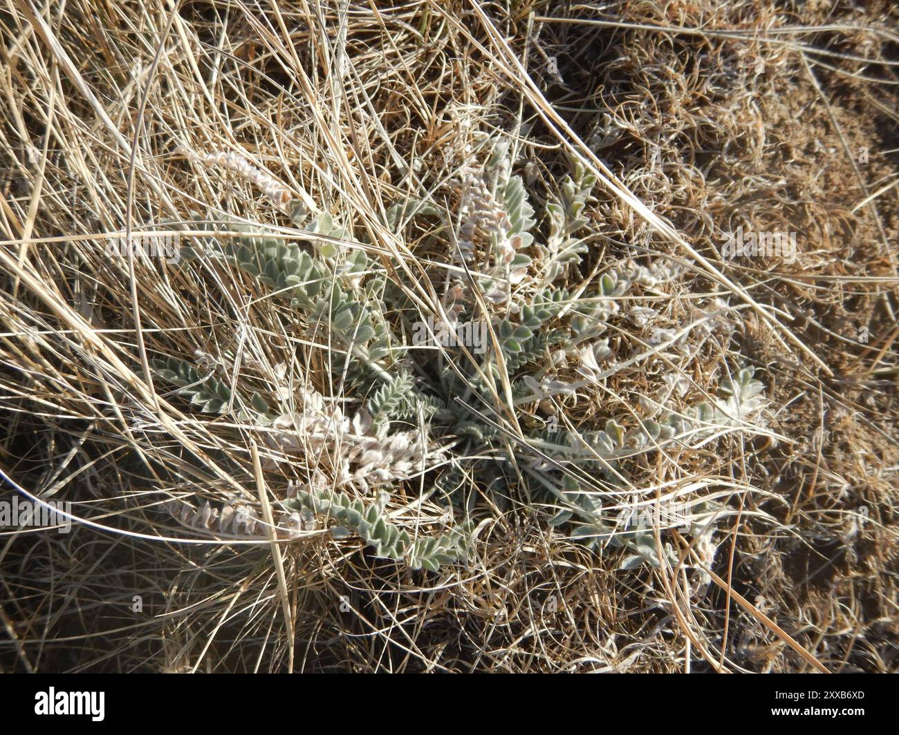 Woolly Locoweed (Astragalus mollissimus) Plantae Stock Photo - Alamy