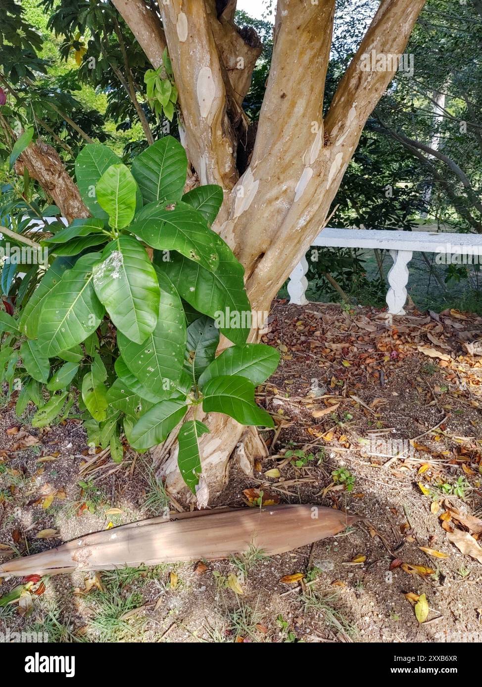 (Ficus trigonata) Plantae Stock Photo - Alamy