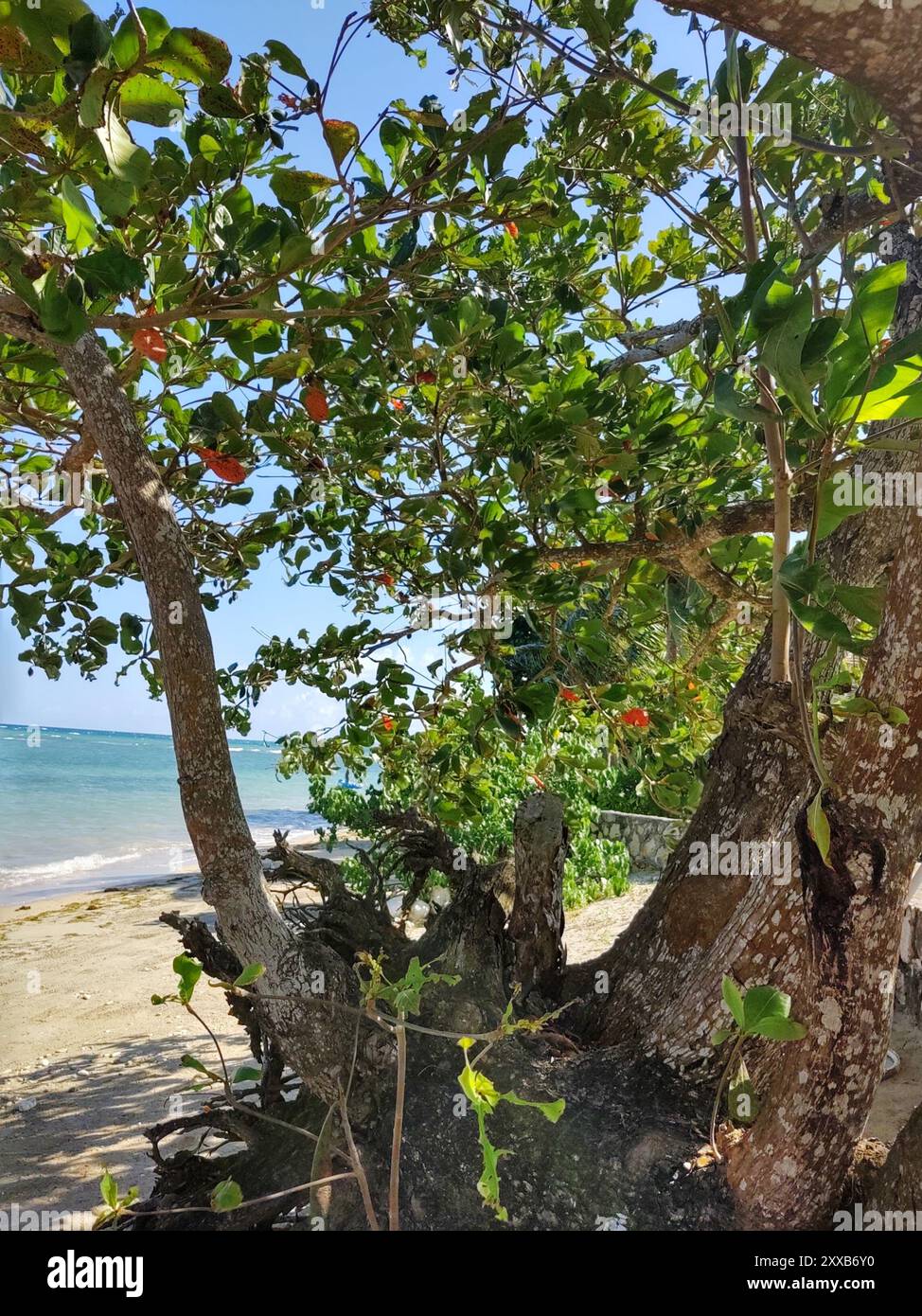 Sea Almond (Terminalia catappa) Plantae Stock Photo - Alamy