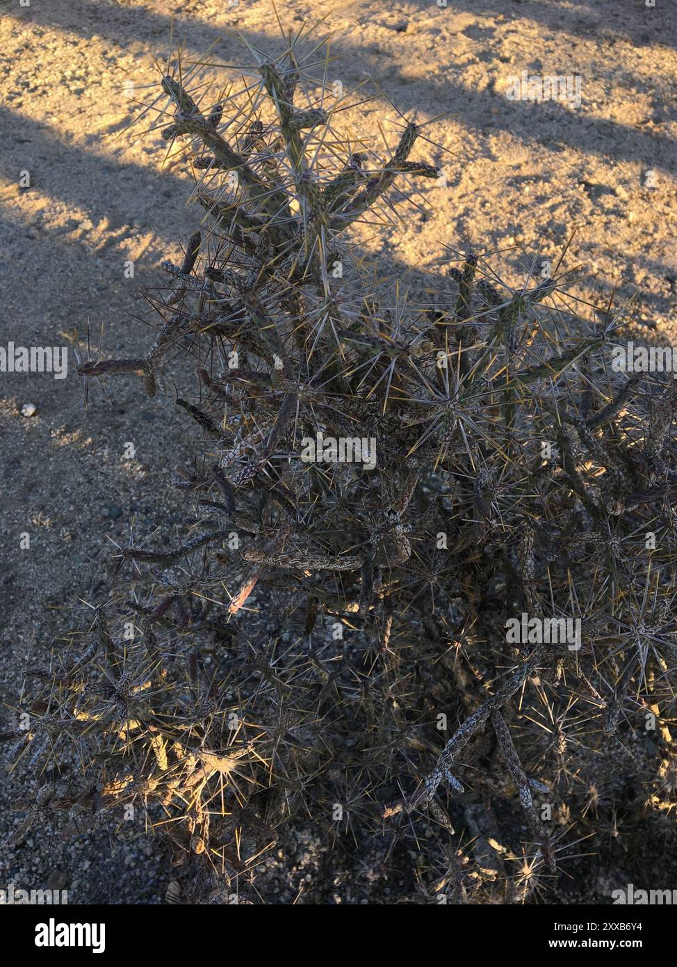 Branched Pencil Cholla (Cylindropuntia ramosissima) Plantae Stock Photo ...