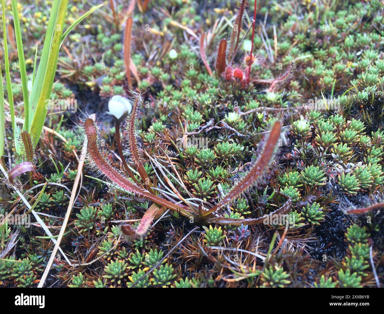 (Drosera arcturi) Plantae Stock Photo - Alamy