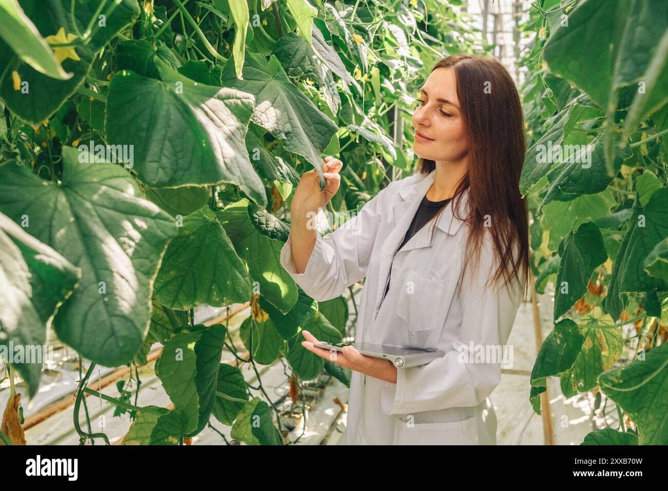 A dedicated scientist is diligently observing various plants within a ...