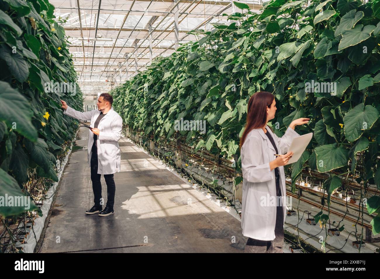 Scientists Engaged in Advanced Work Inside a HighTech Greenhouse ...