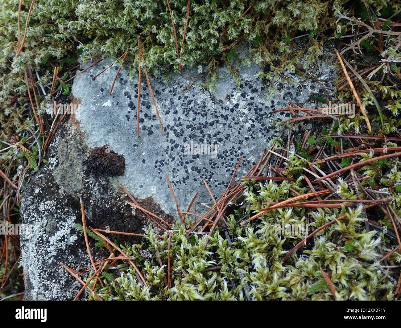 Tile Lichens (Lecidea) Fungi Stock Photo - Alamy