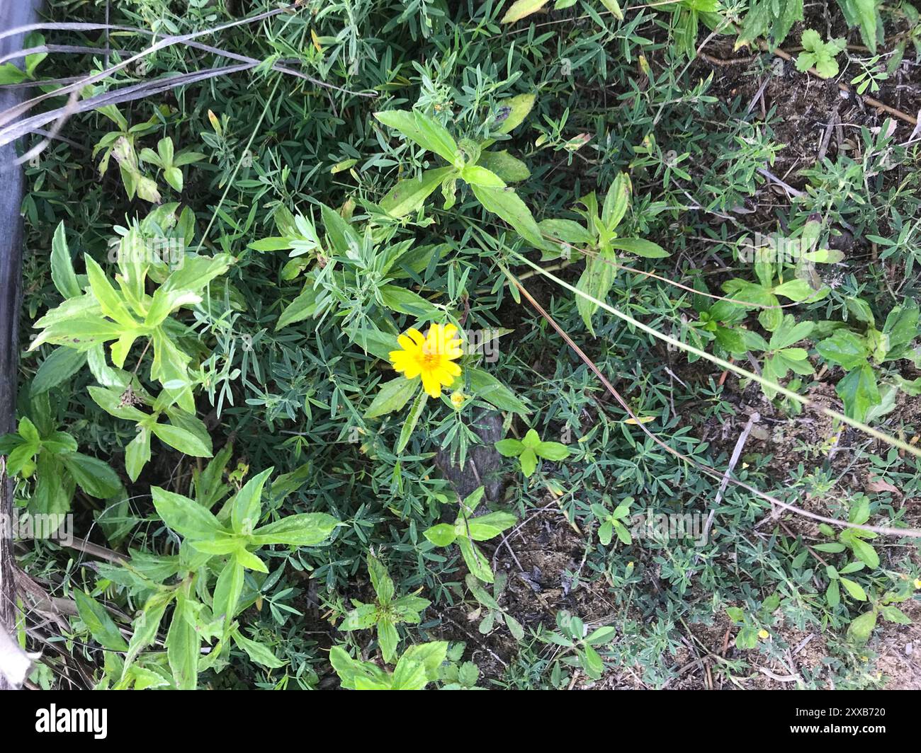 trailing daisy (Sphagneticola trilobata) Plantae Stock Photo - Alamy