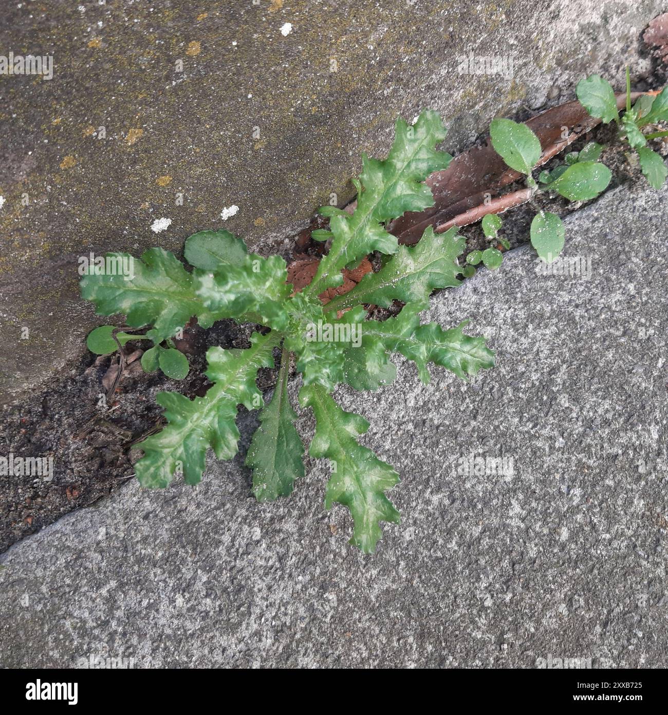 common groundsel (Senecio vulgaris) Plantae Stock Photo - Alamy