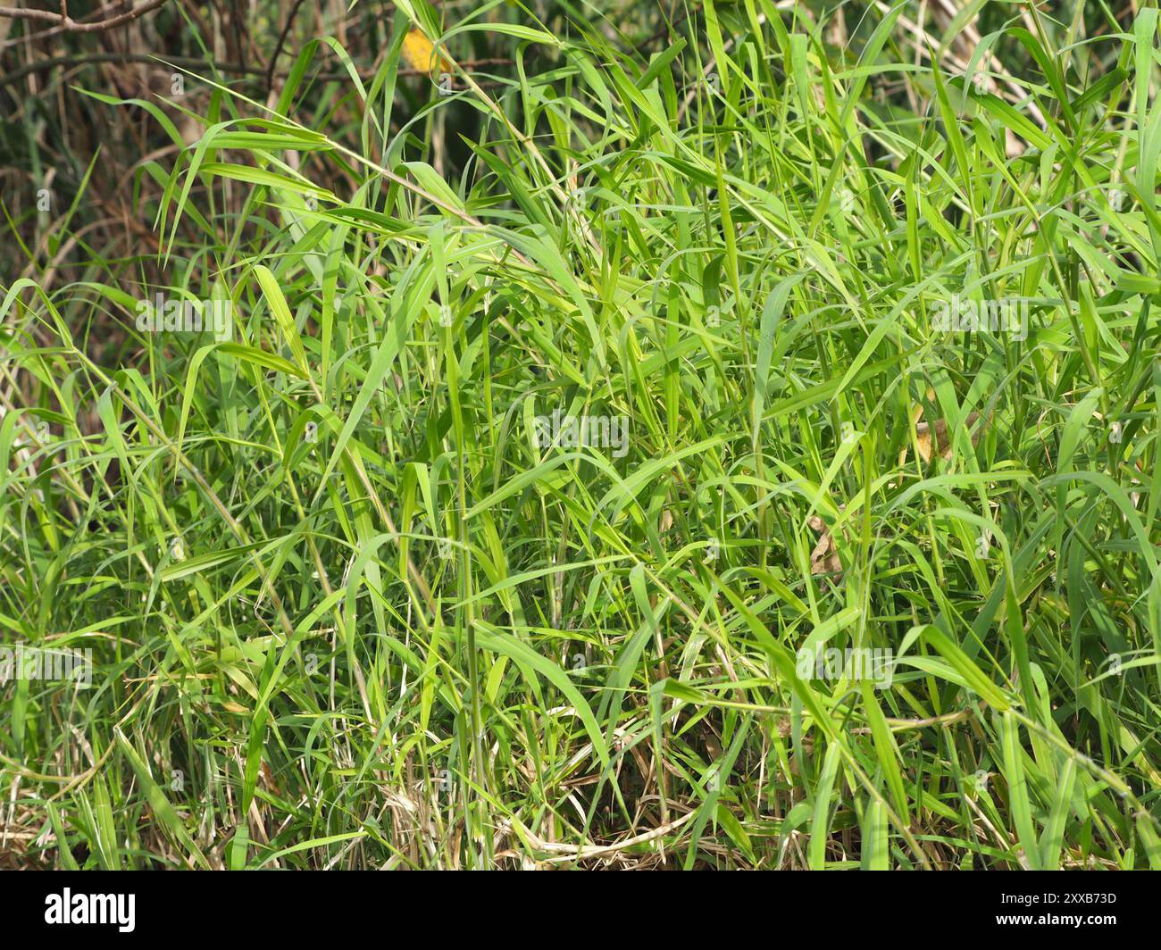 Para Grass (Urochloa mutica) Plantae Stock Photo - Alamy