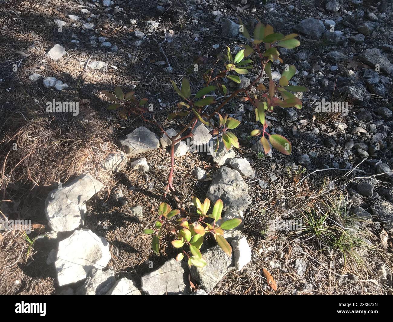 Texas madrone (Arbutus xalapensis) Plantae Stock Photo - Alamy