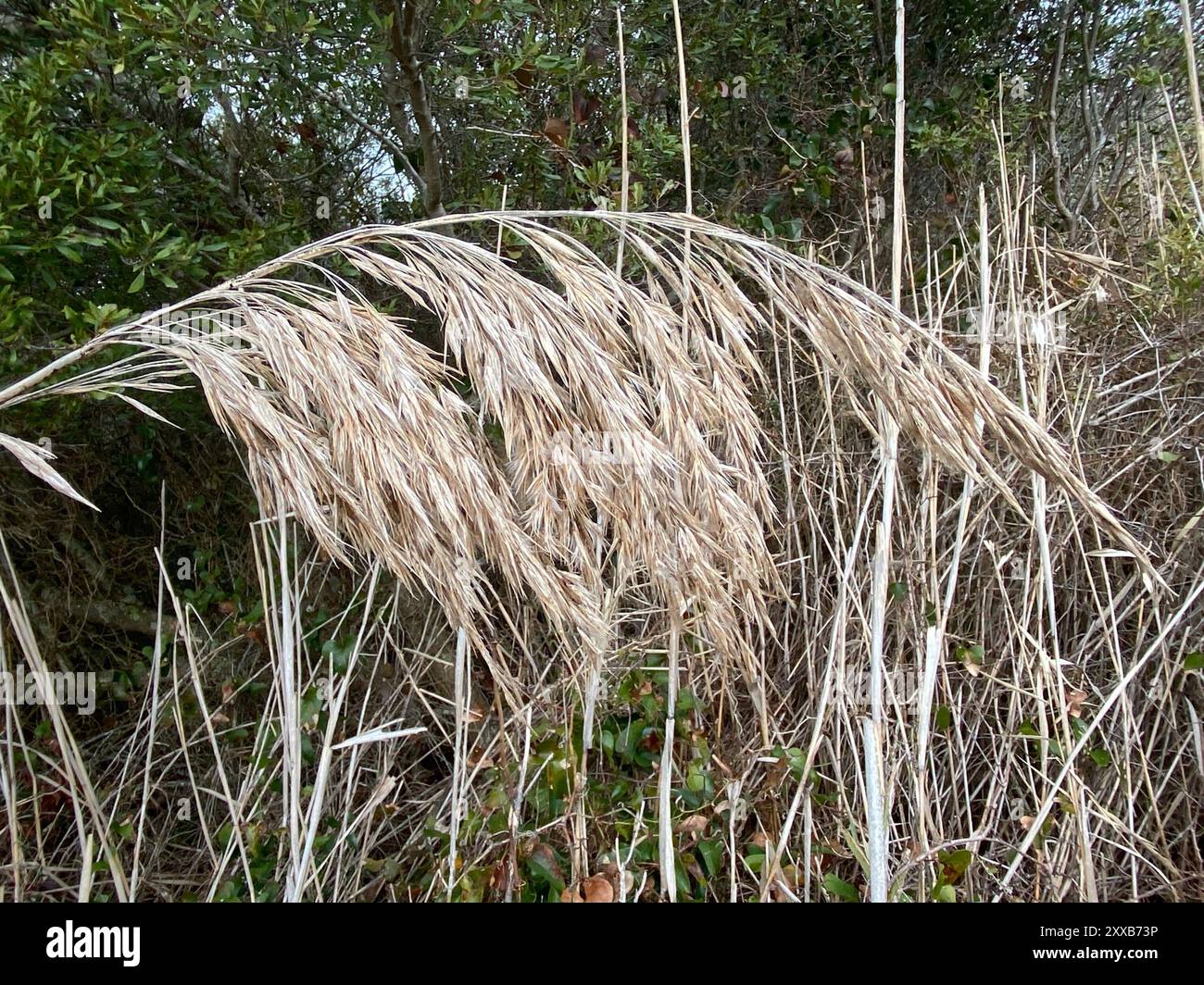 common reed (Phragmites australis) Plantae Stock Photo - Alamy