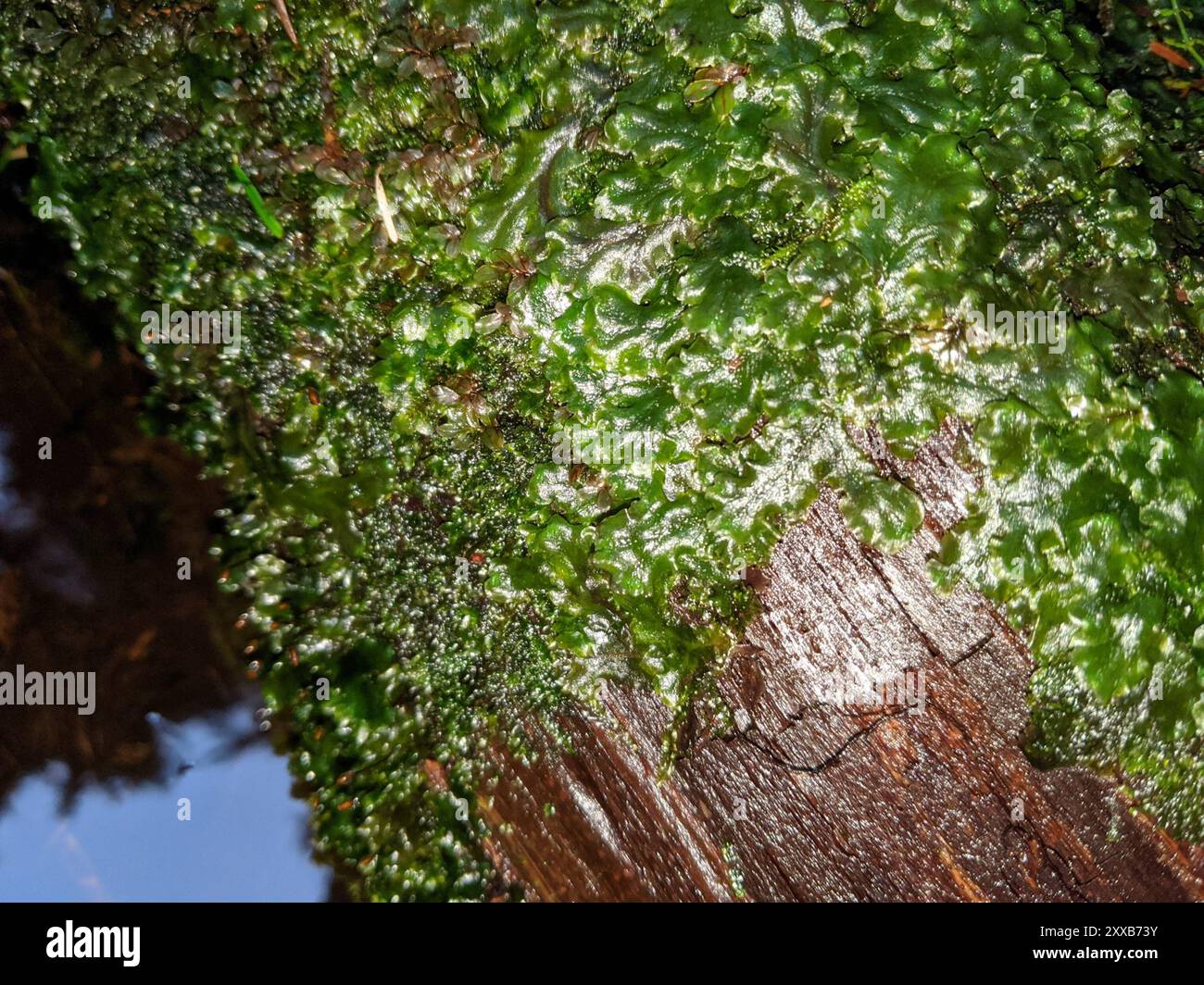Ring Pellia (Pellia neesiana) Plantae Stock Photo - Alamy