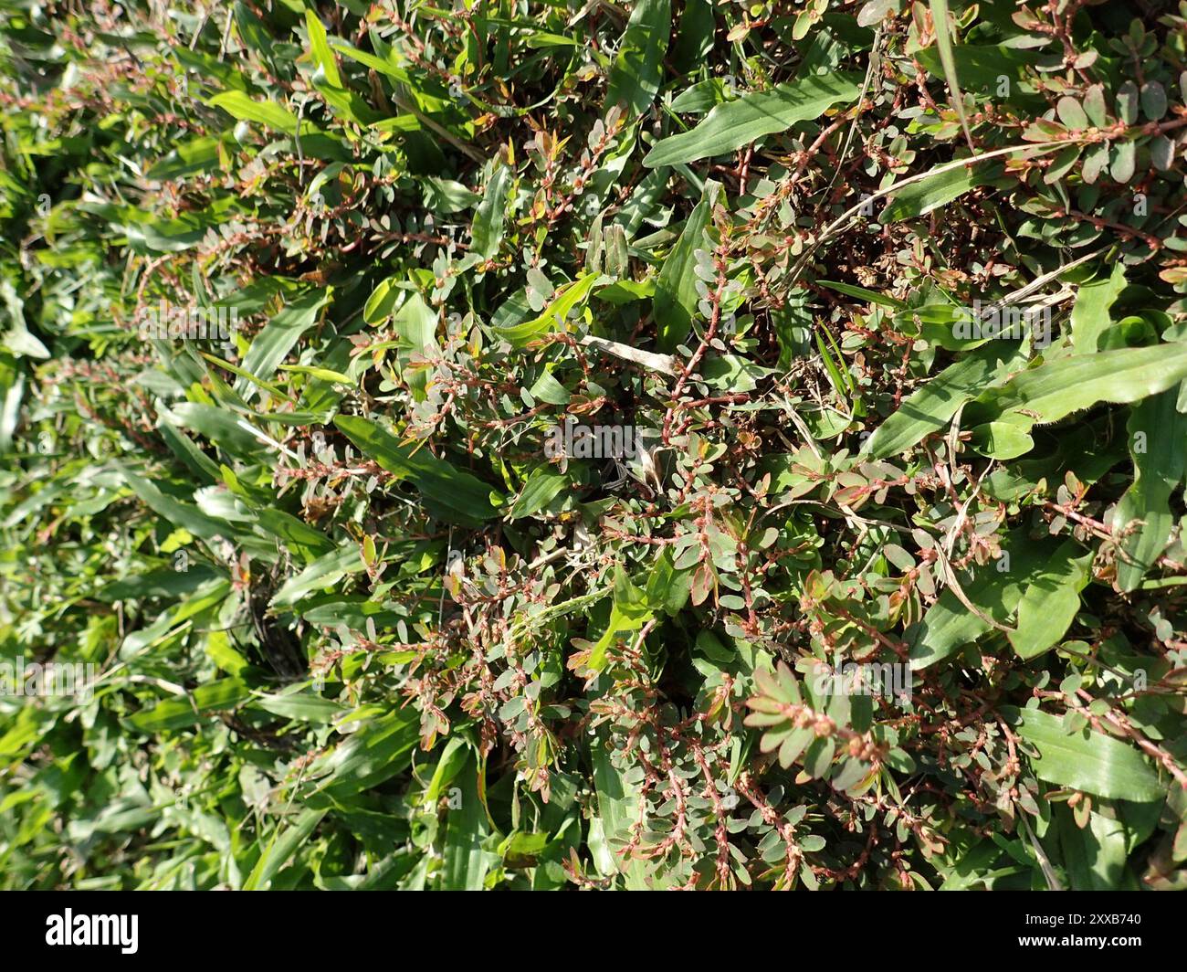 Red Caustic-creeper (Euphorbia thymifolia) Plantae Stock Photo - Alamy