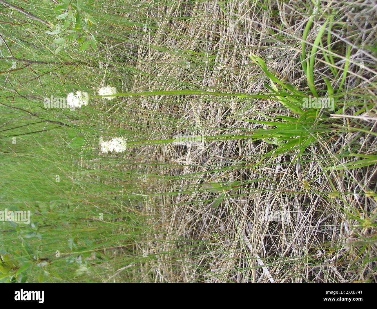 Sticky False Asphodel (Triantha glutinosa) Plantae Stock Photo - Alamy
