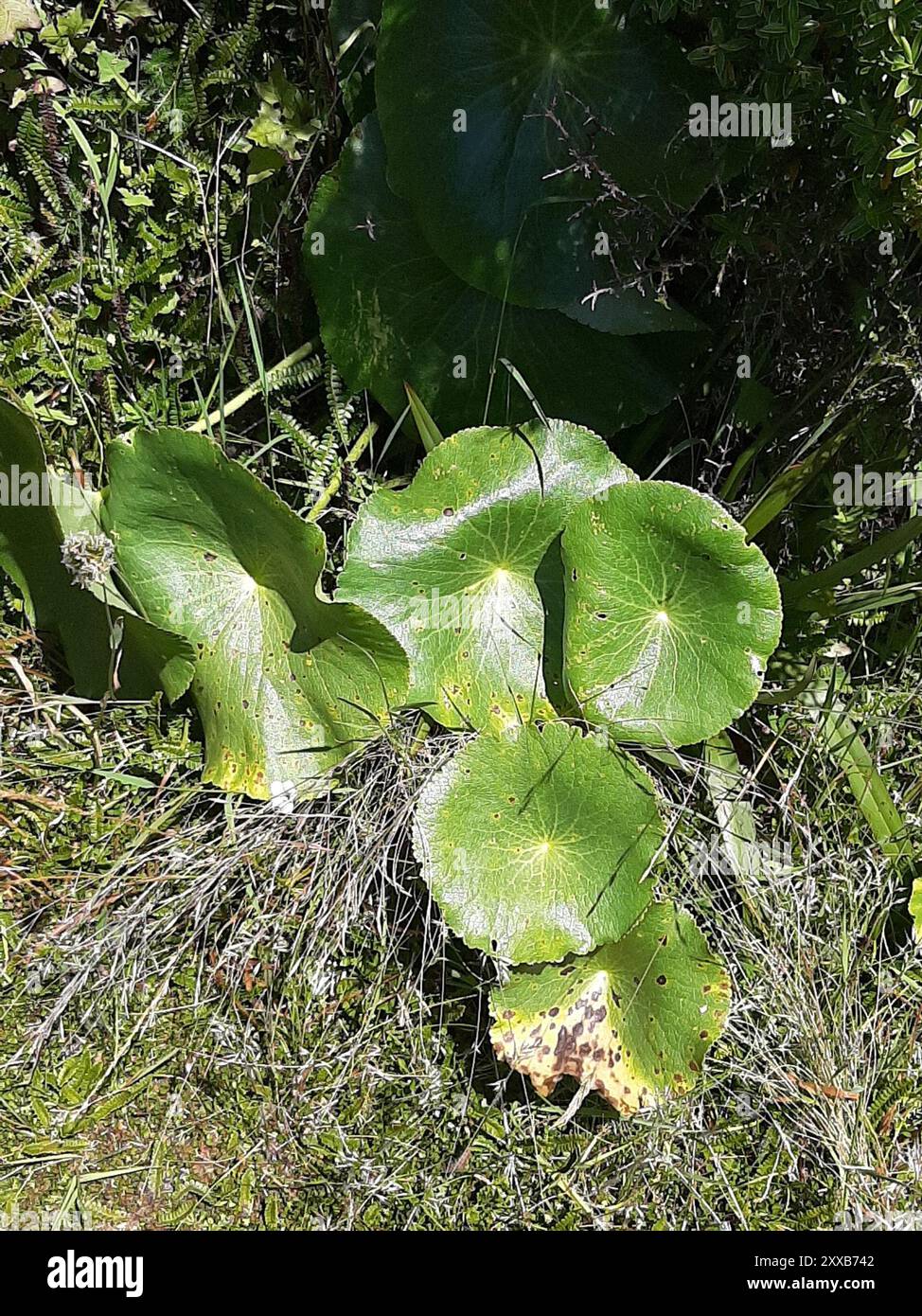 Mount Cook lily (Ranunculus lyallii) Plantae Stock Photo - Alamy