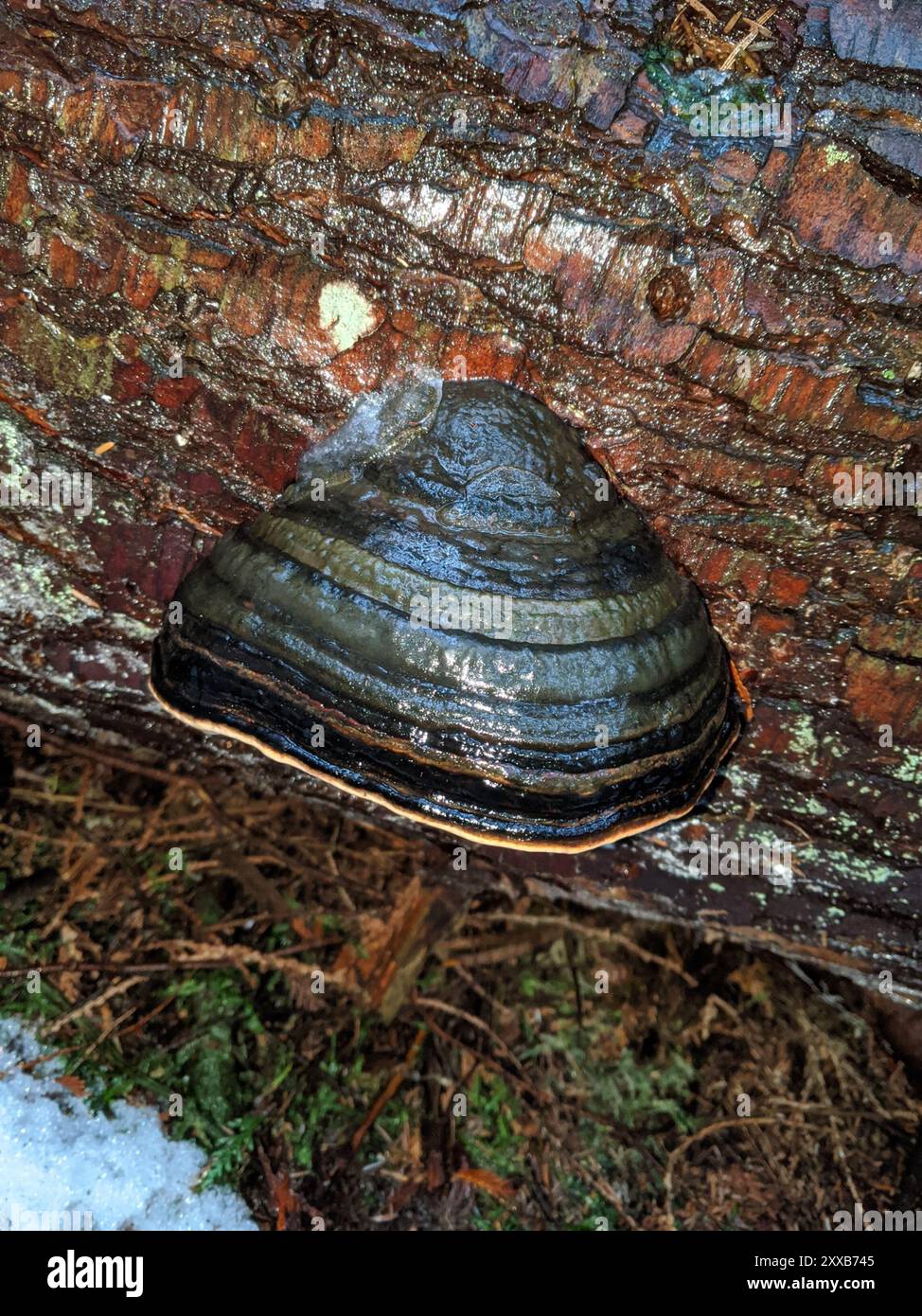 Northern red belt fungi hi-res stock photography and images - Alamy