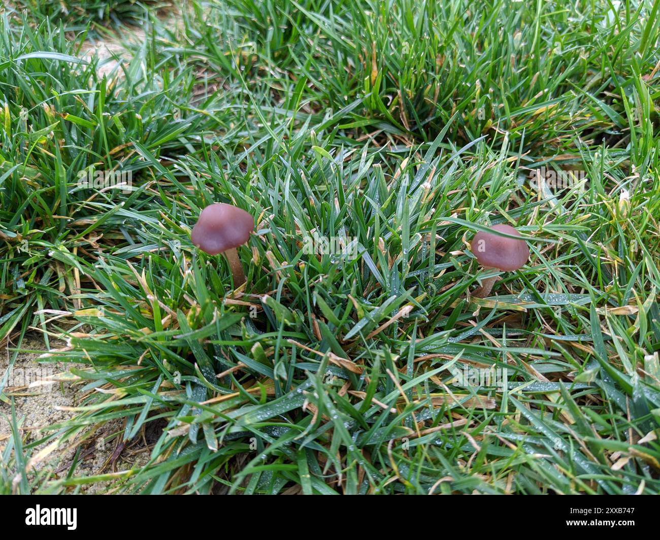 Mower's Mushroom (Panaeolus foenisecii) Fungi Stock Photo - Alamy