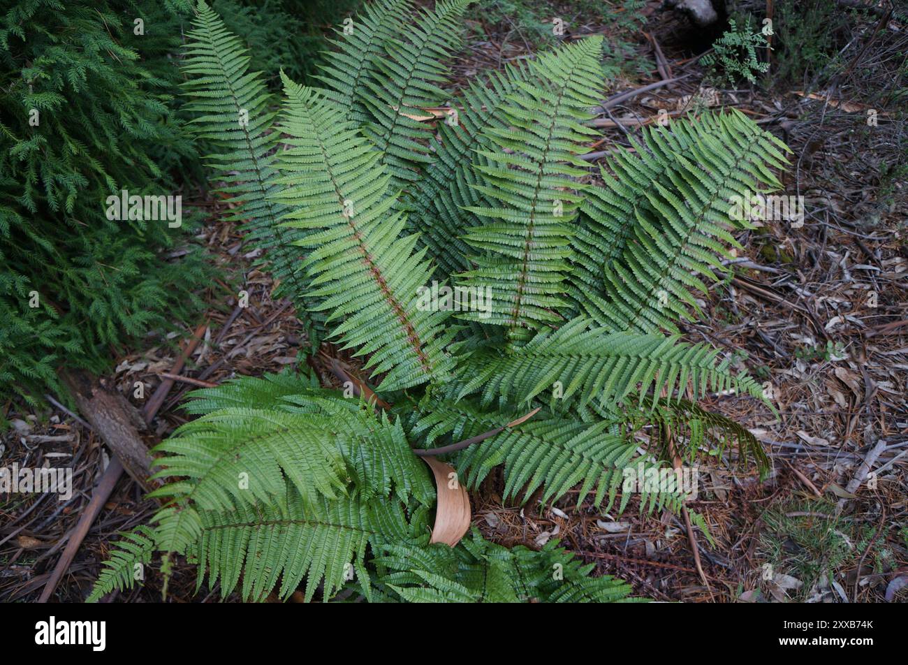 Wallich's wood fern (Dryopteris wallichiana) Plantae Stock Photo - Alamy