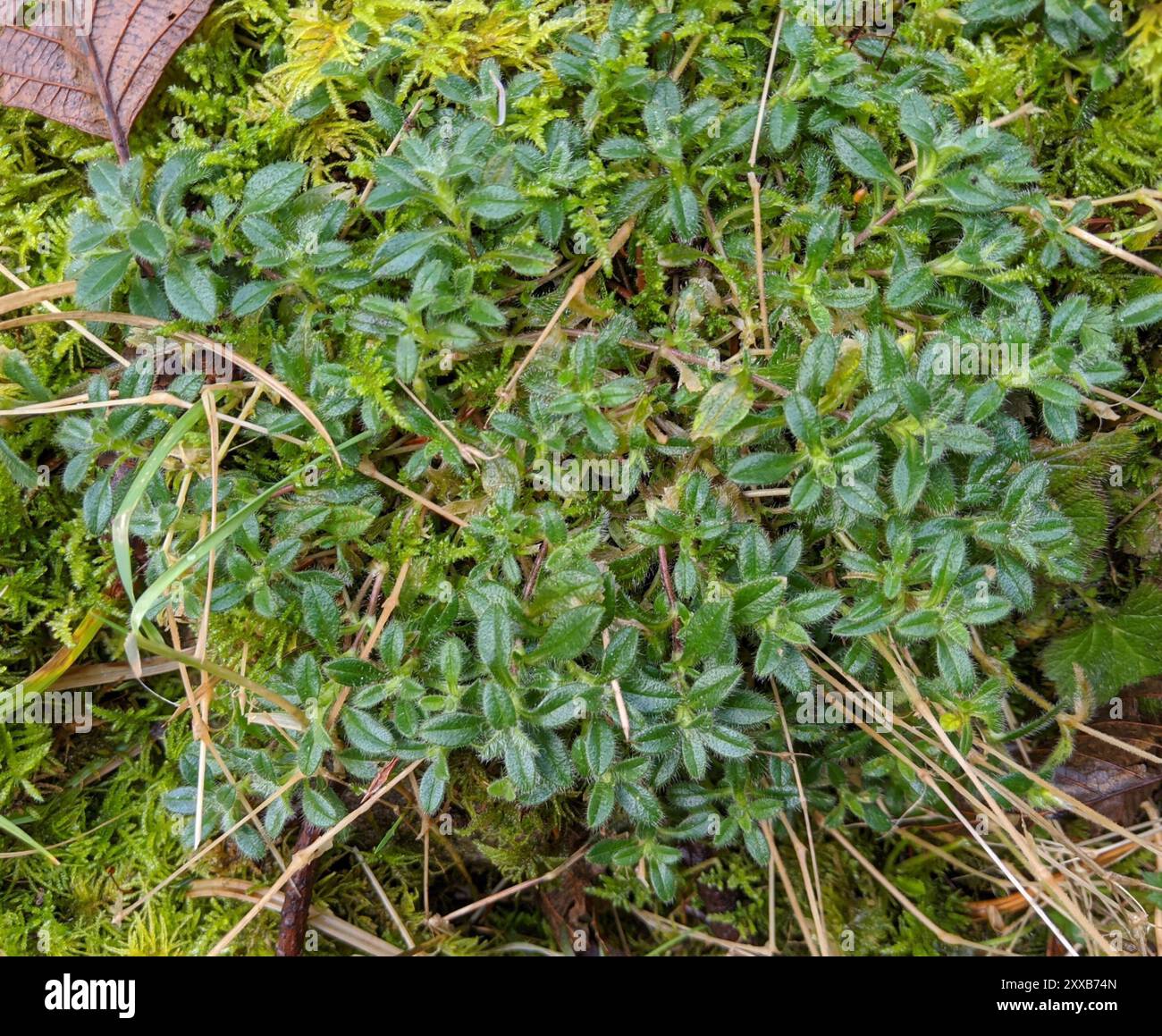 Common mouse-ear chickweed (Cerastium fontanum) Plantae Stock Photo - Alamy