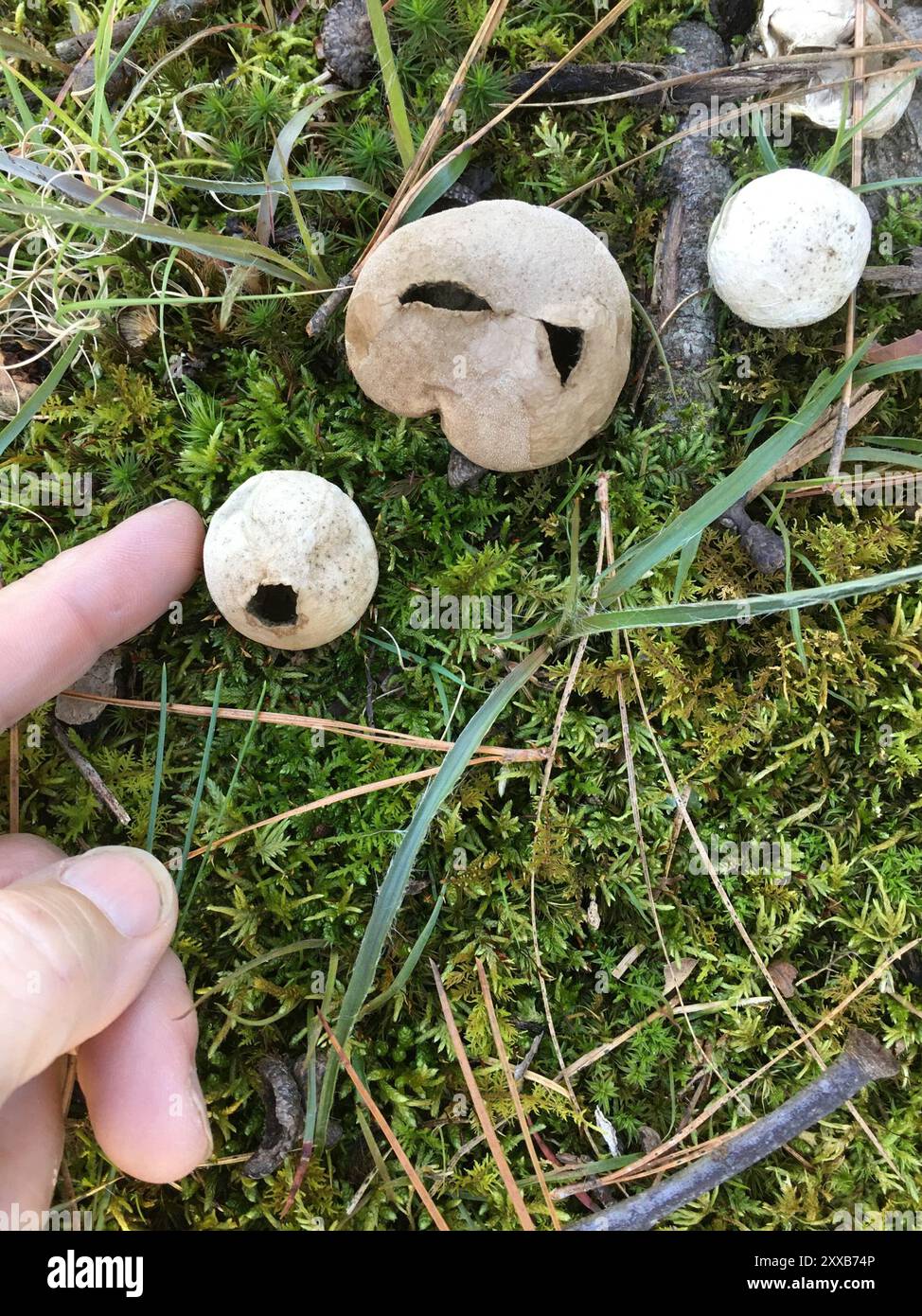 puffballs (Lycoperdaceae) Fungi Stock Photo - Alamy