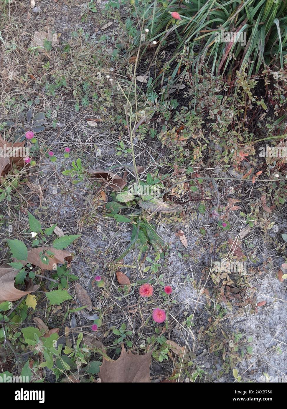 Red Tasselflower (Emilia fosbergii) Plantae Stock Photo - Alamy
