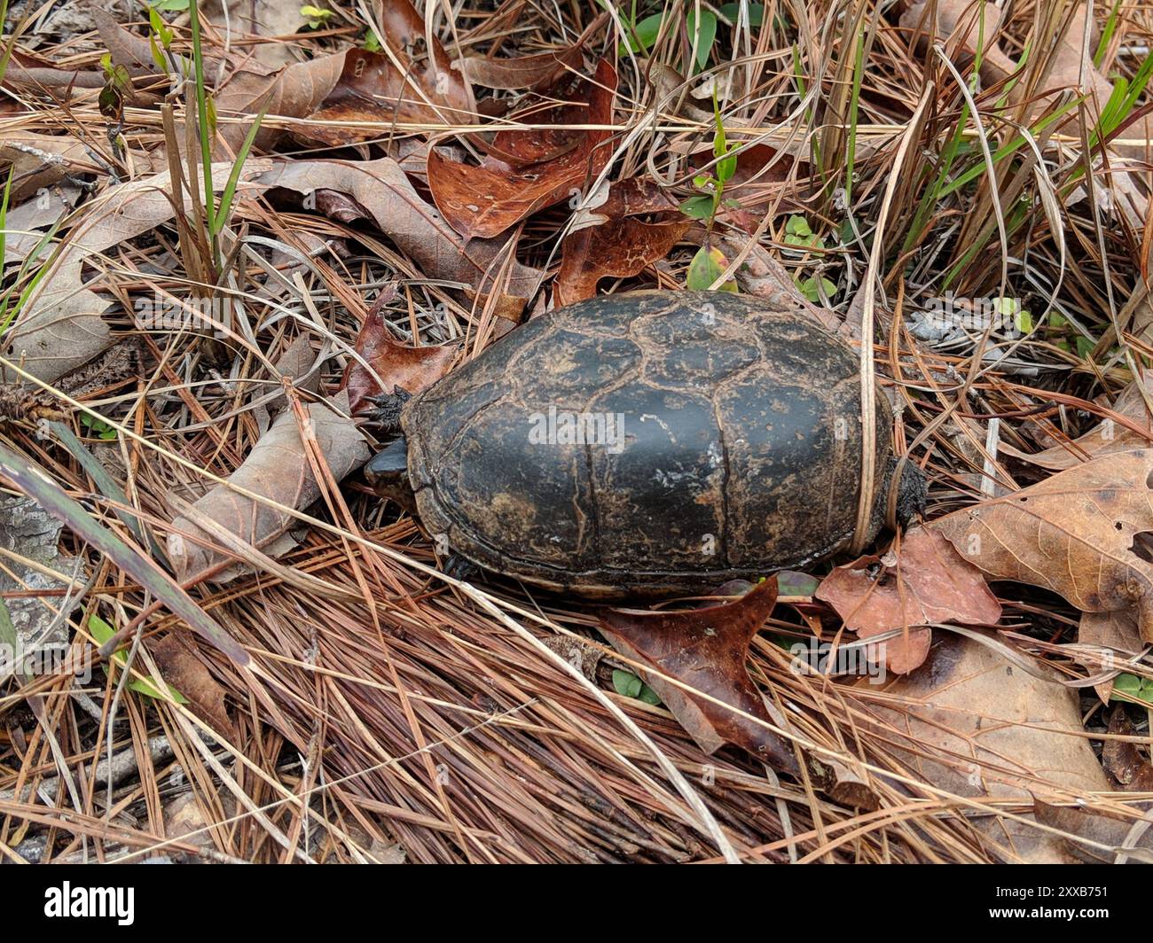 Mud Turtles (Kinosternon) Reptilia Stock Photo - Alamy