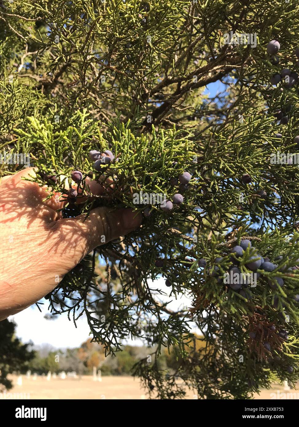 Ashe juniper (Juniperus ashei) Plantae Stock Photo - Alamy