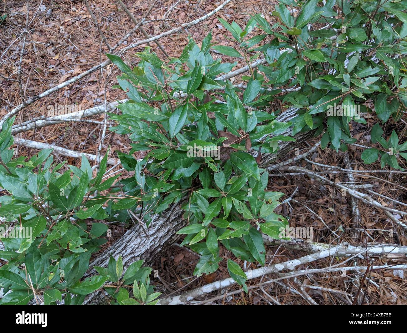 Swamp Bay (Persea palustris) Plantae Stock Photo - Alamy