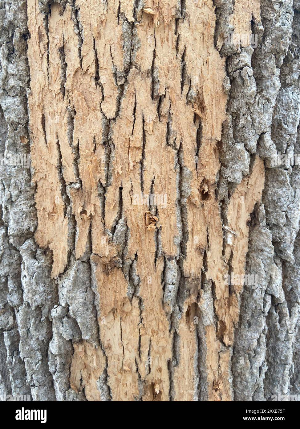 Emerald Ash Borer (Agrilus planipennis) Insecta Stock Photo - Alamy