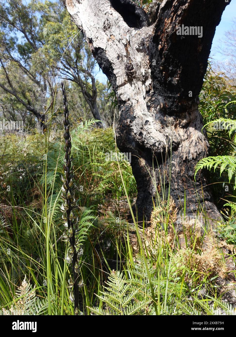 Tall Leek Orchid (Prasophyllum elatum) Plantae Stock Photo - Alamy
