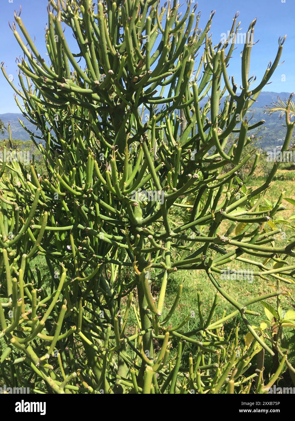 Fire Stick (Euphorbia tirucalli) Plantae Stock Photo - Alamy