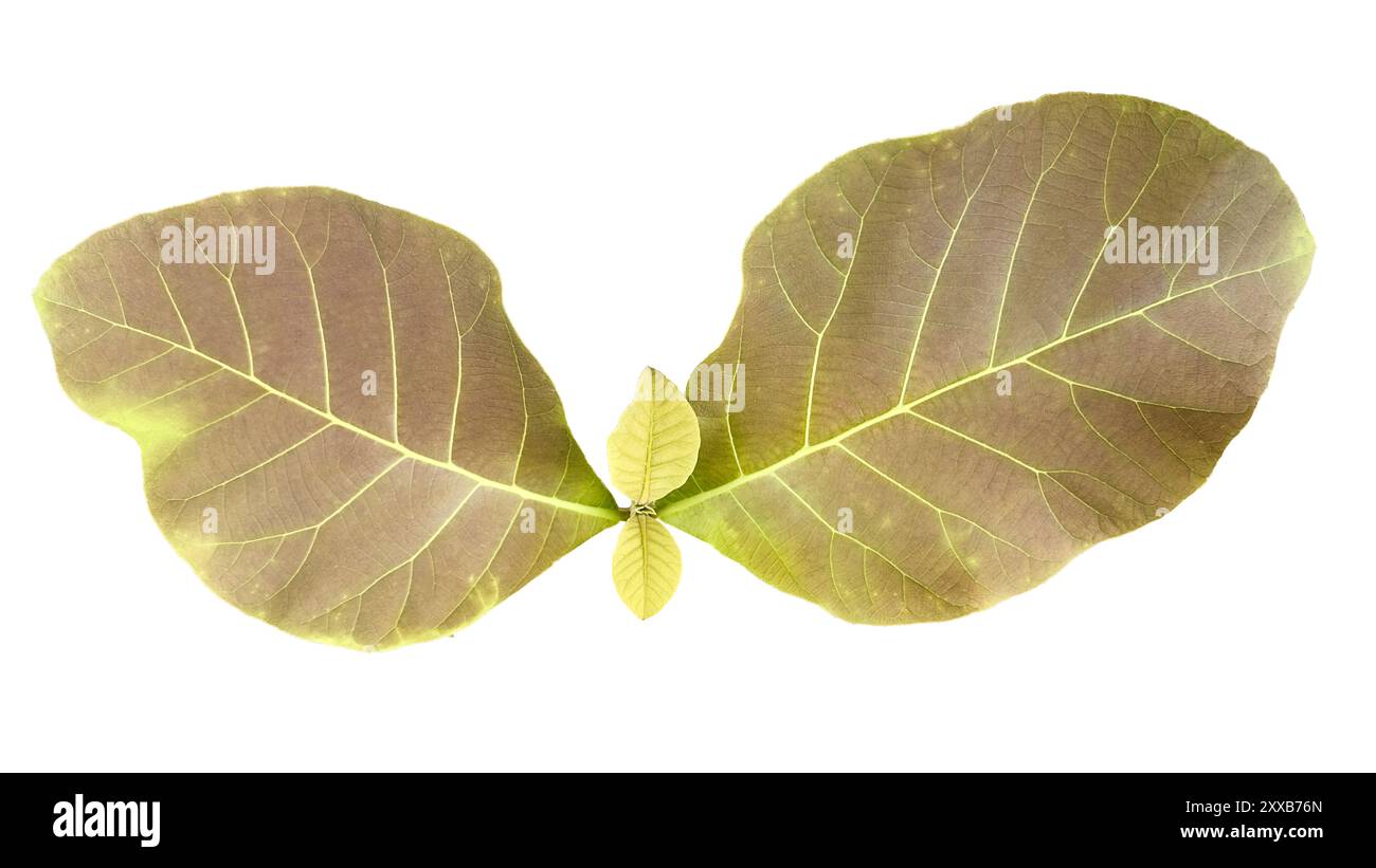 Teak leaves cut out with precise clipping paths, against clean white ...