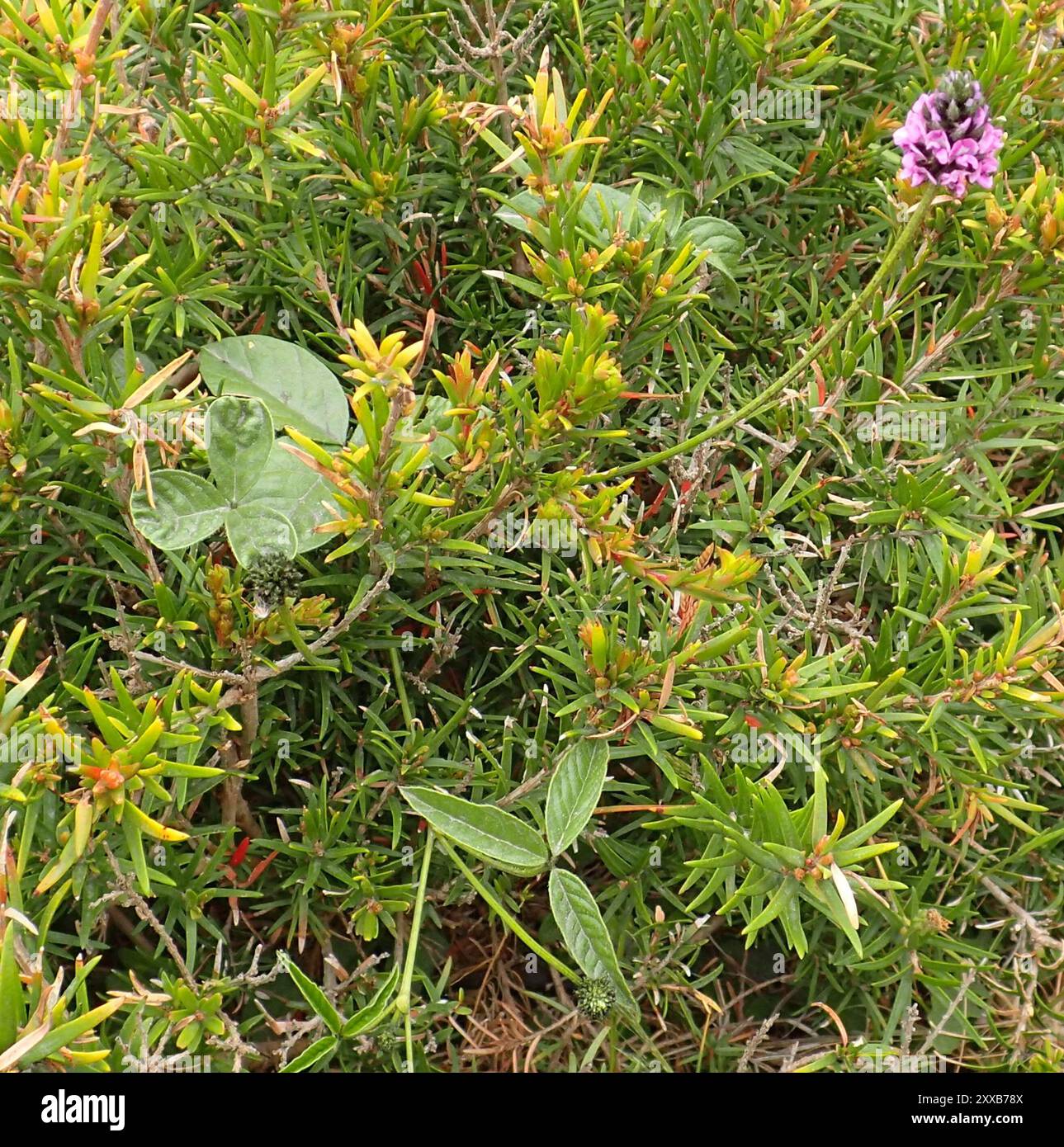 dusky scurf-pea (Cullen microcephalum) Plantae Stock Photo - Alamy