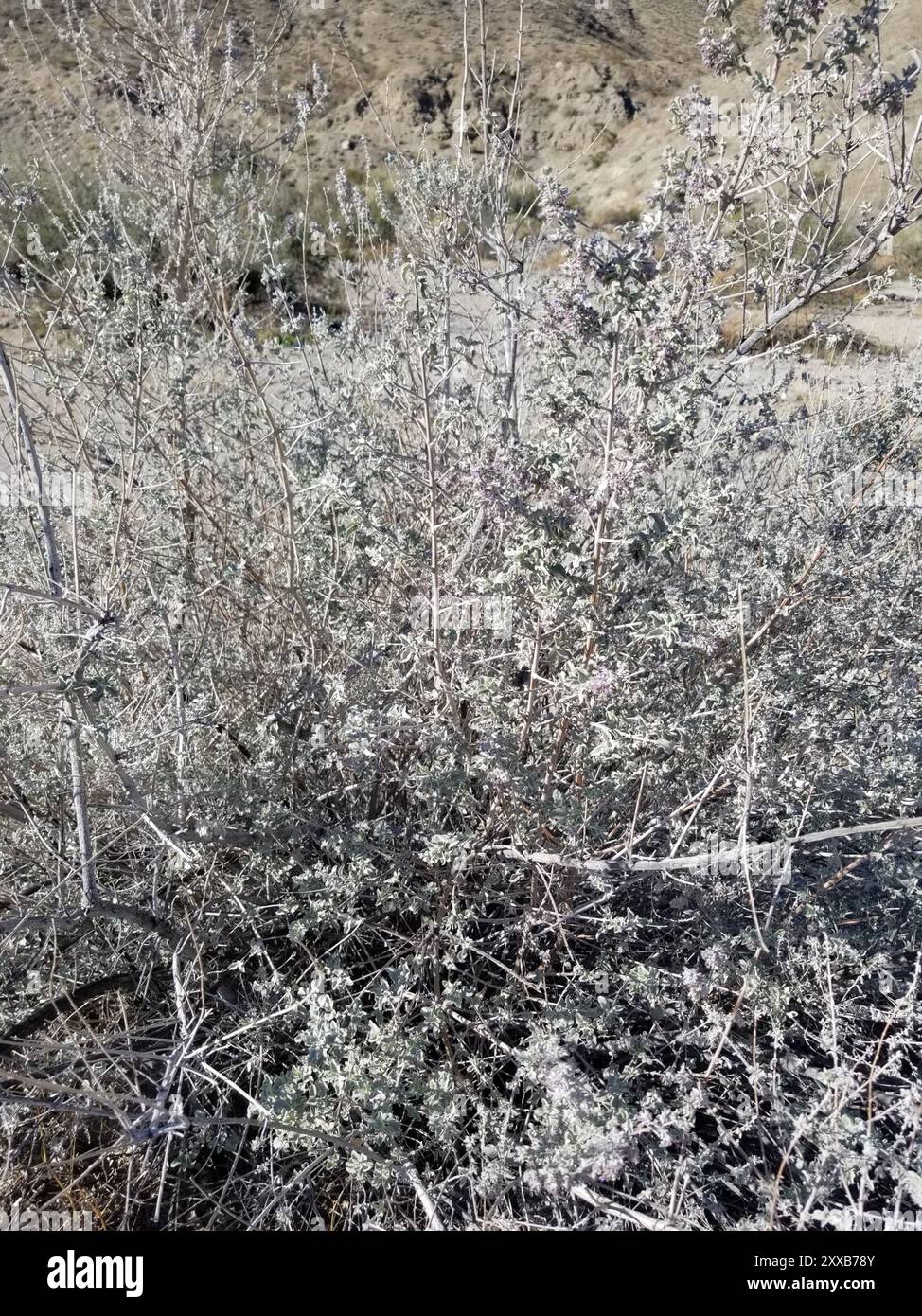 desert lavender (Condea emoryi) Plantae Stock Photo - Alamy