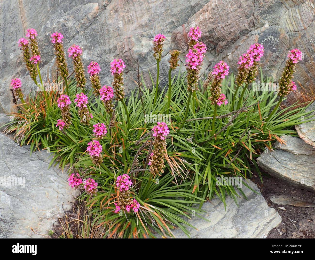 Thrift-leaved Triggerplant (Stylidium armeria) Plantae Stock Photo - Alamy