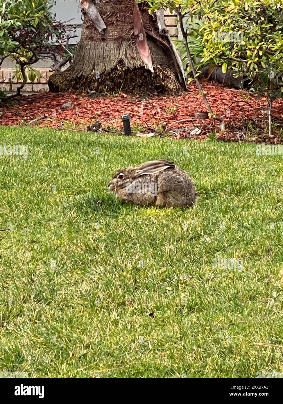 Black-tailed Jackrabbit (Lepus californicus) Mammalia Stock Photo - Alamy
