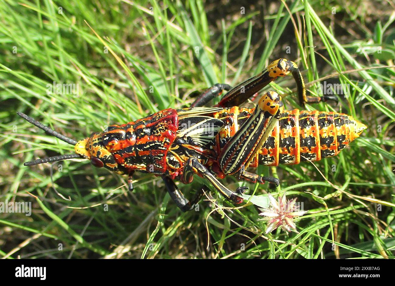Gaudy Grasshoppers (Pyrgomorphidae) Insecta Stock Photo - Alamy