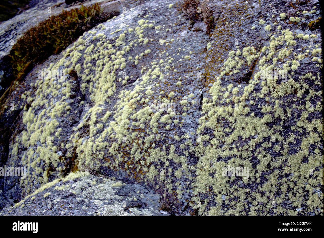 Rock Bushy Lichen (Ramalina intermedia) Fungi Stock Photo - Alamy