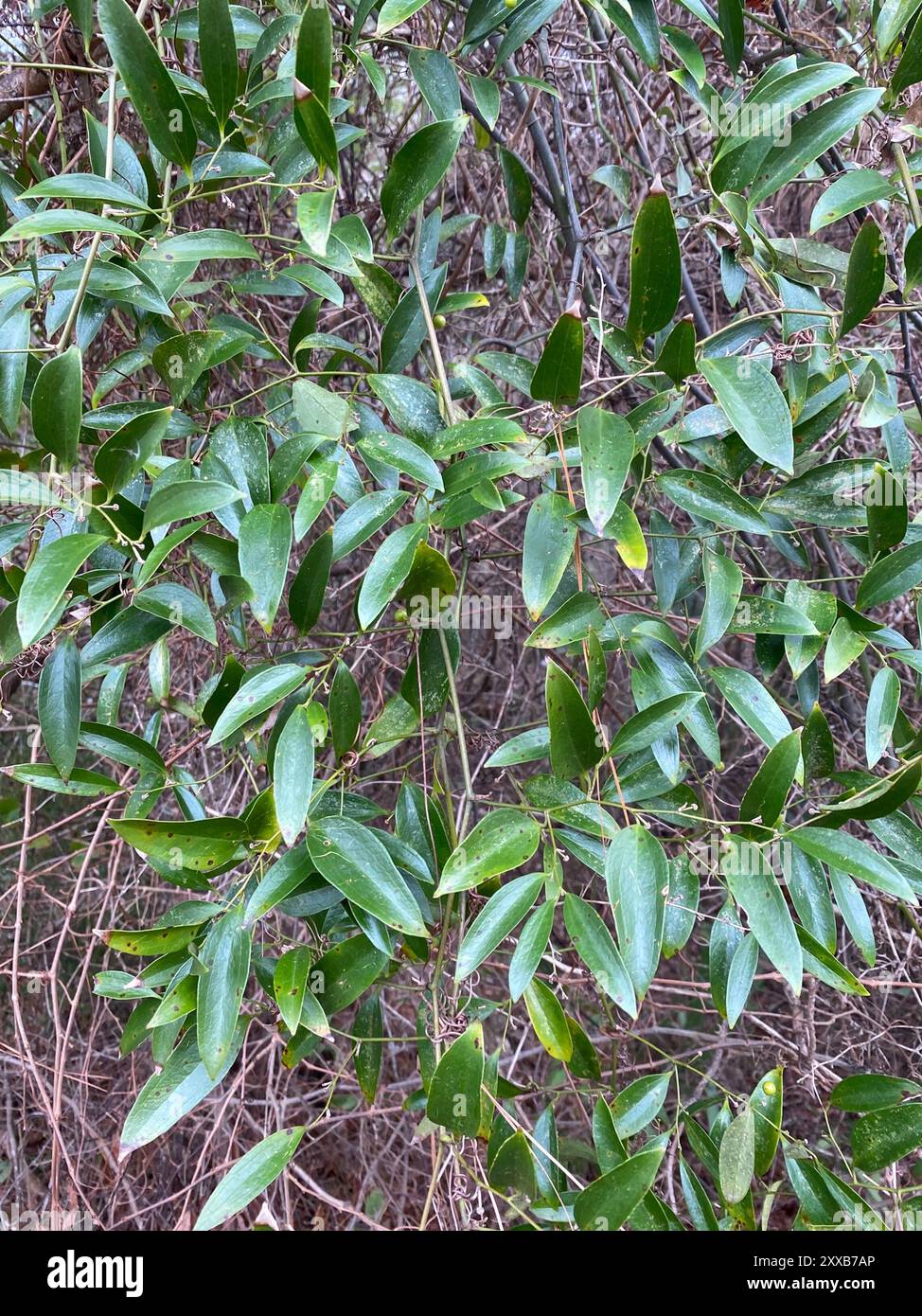 Lanceleaf Greenbrier (Smilax smallii) Plantae Stock Photo - Alamy