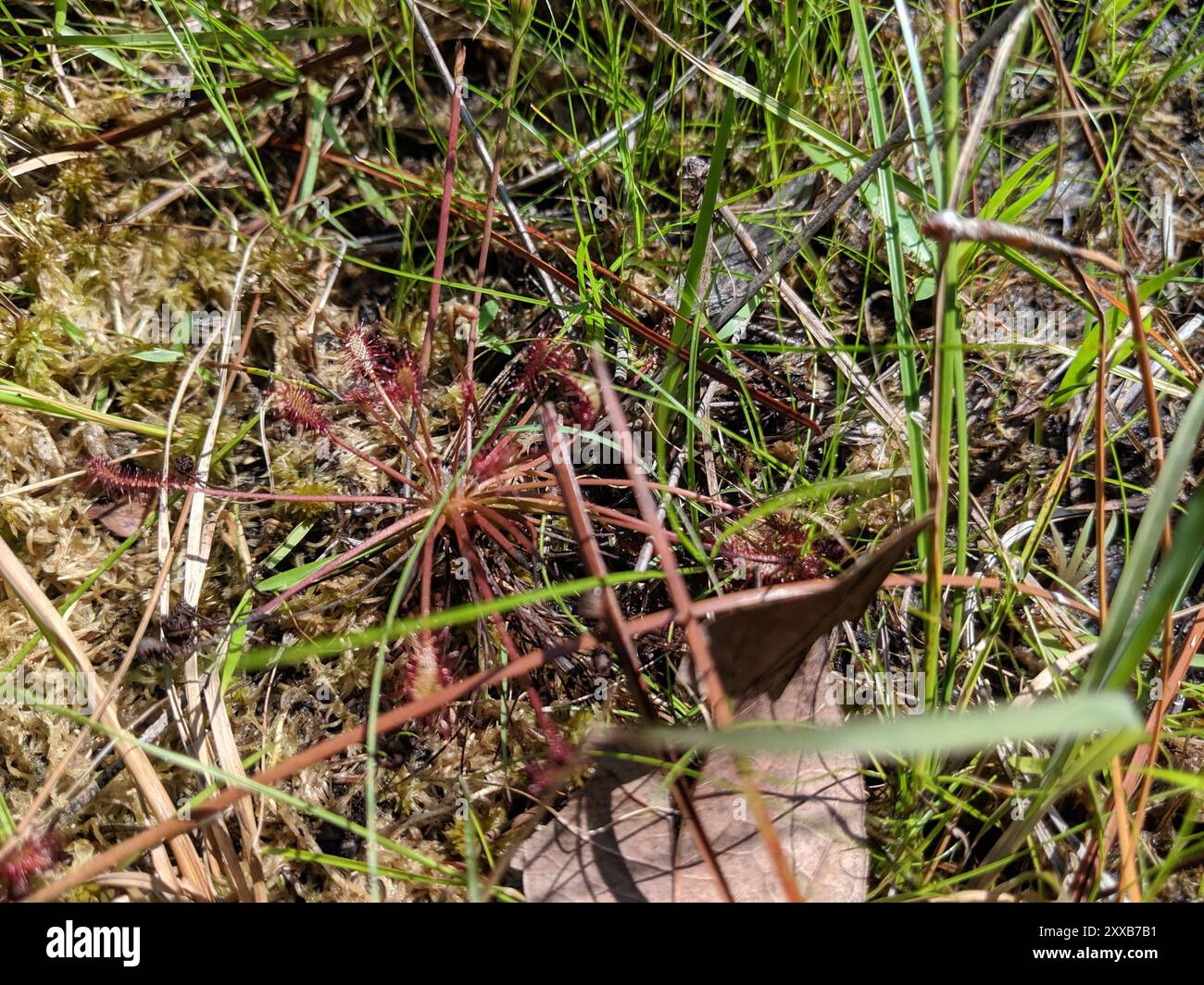 spoonleaf sundew (Drosera intermedia) Plantae Stock Photo - Alamy