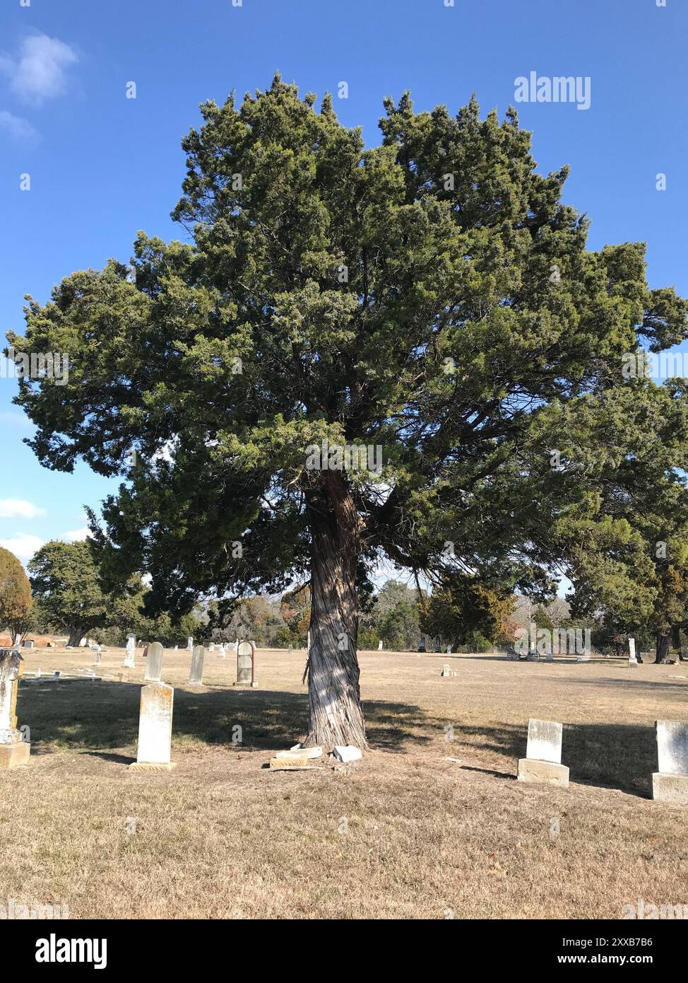 Ashe juniper (Juniperus ashei) Plantae Stock Photo - Alamy
