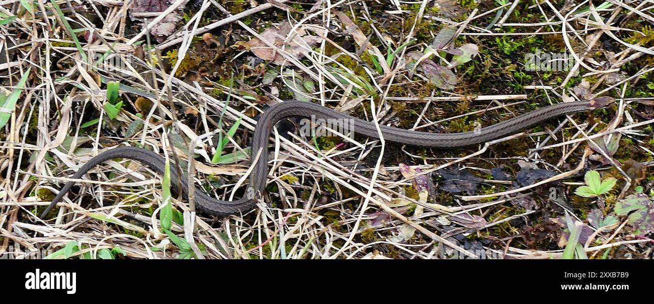 Red-bellied Snake (Storeria occipitomaculata) Reptilia Stock Photo - Alamy