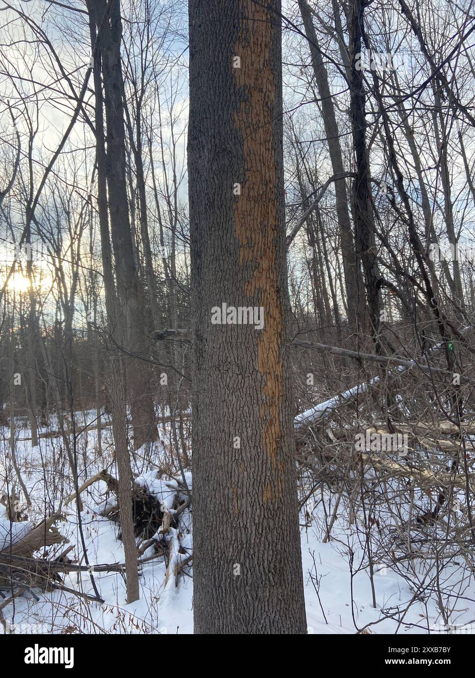 Emerald Ash Borer (Agrilus planipennis) Insecta Stock Photo - Alamy