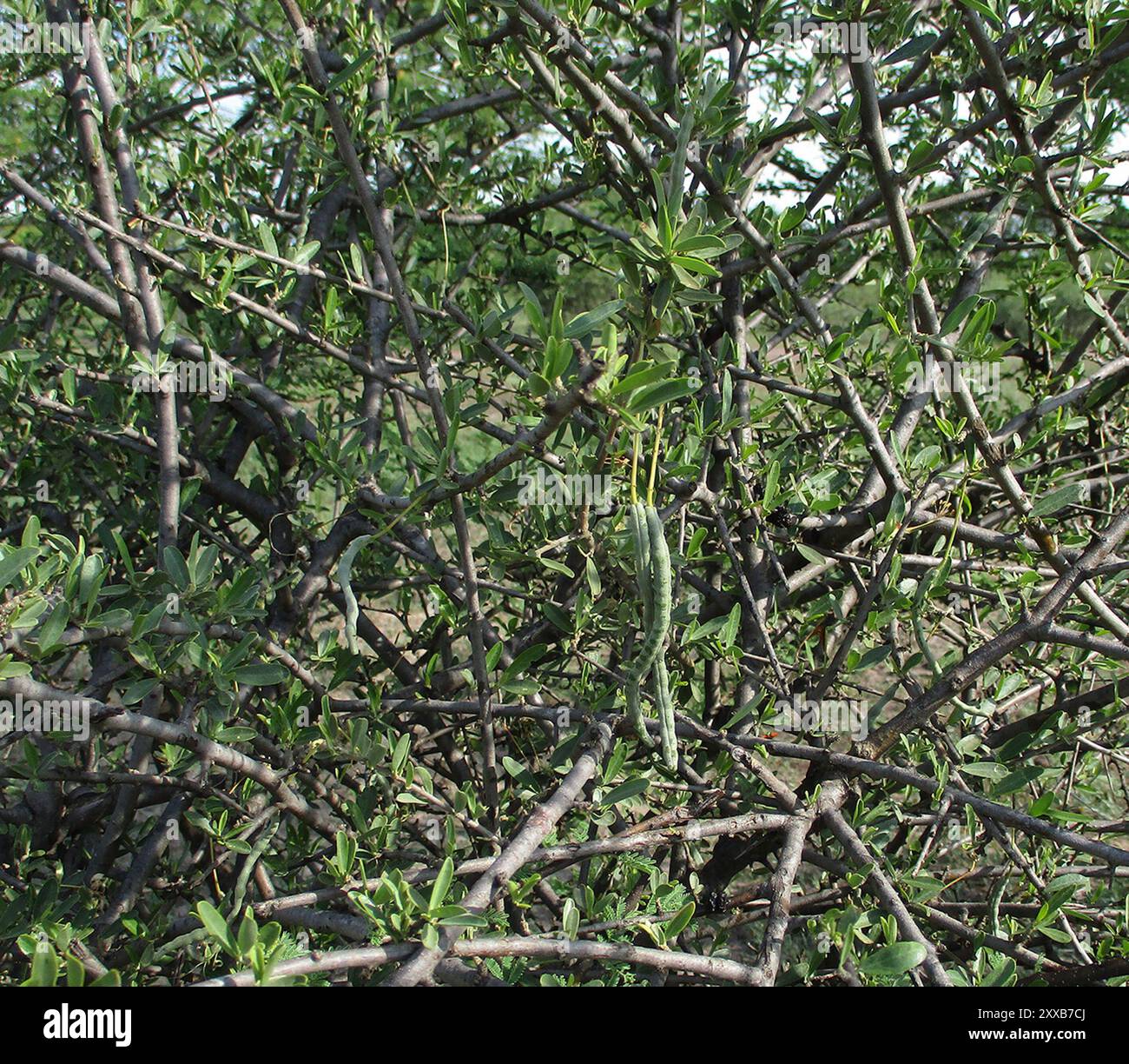 Grey-Leaved Worm Bush (Cadaba termitaria) Plantae Stock Photo - Alamy